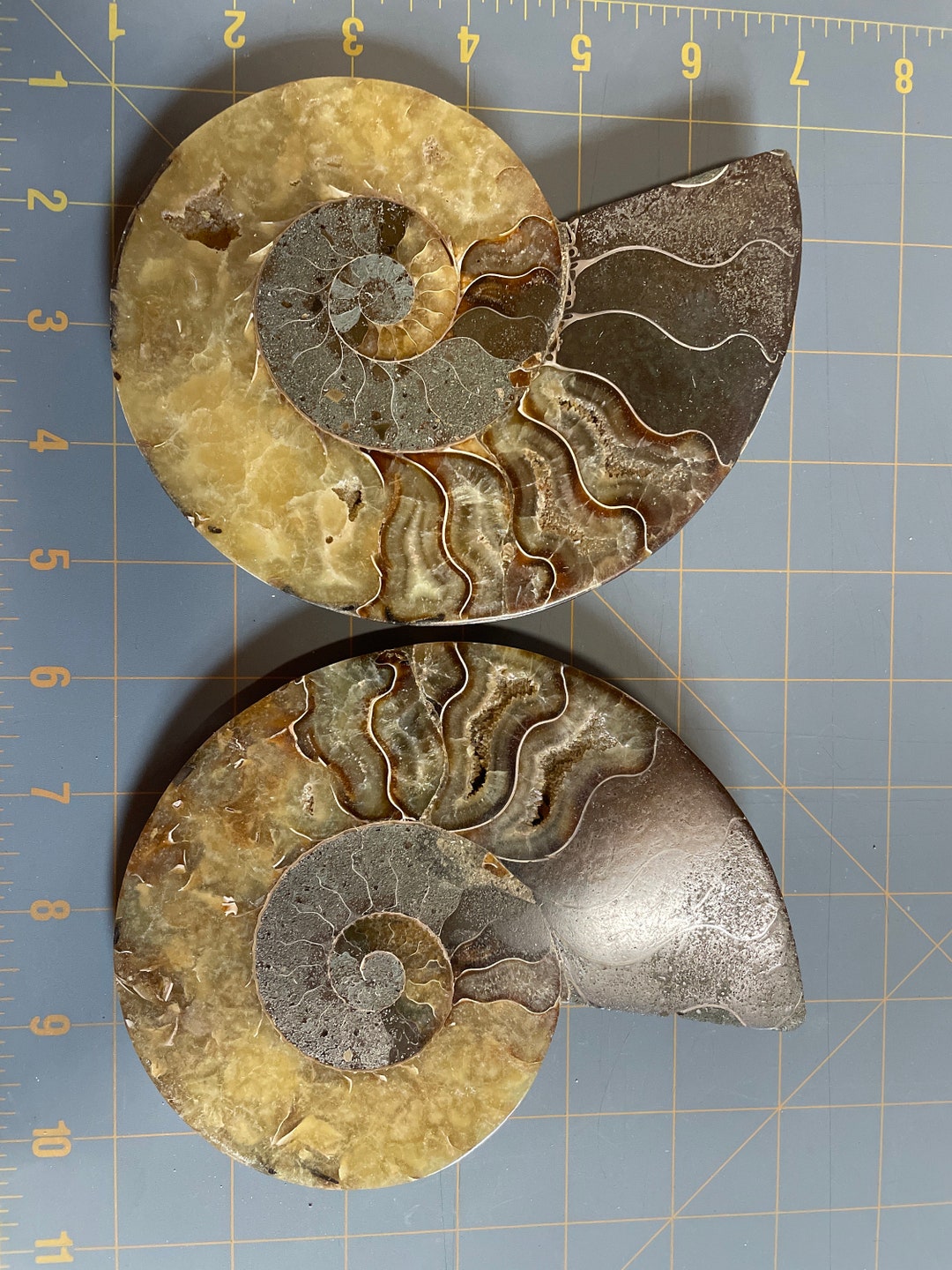 Pair of Cut and Polished Ammonite Halves 6”x4” AM01 - Etsy