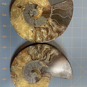 Pair of Cut and Polished Ammonite Halves 6”x4” AM01 - Etsy