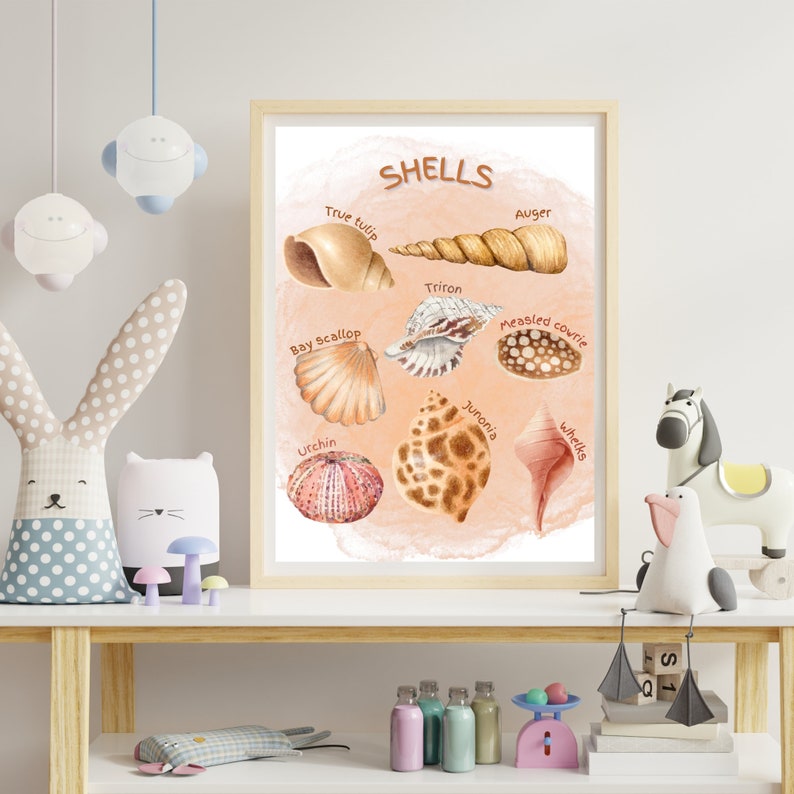 Shells Educational Poster Shells Chart Ocean Animals Poster - Etsy