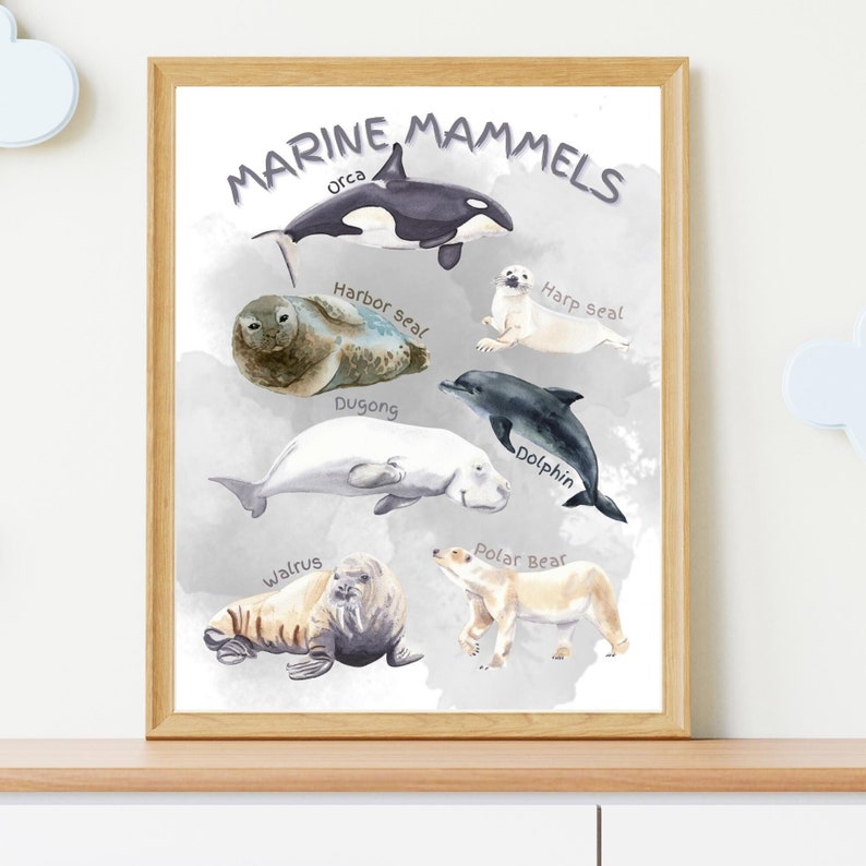 Marine Mammals Educational Poster Ocean Animals Poster - Etsy UK