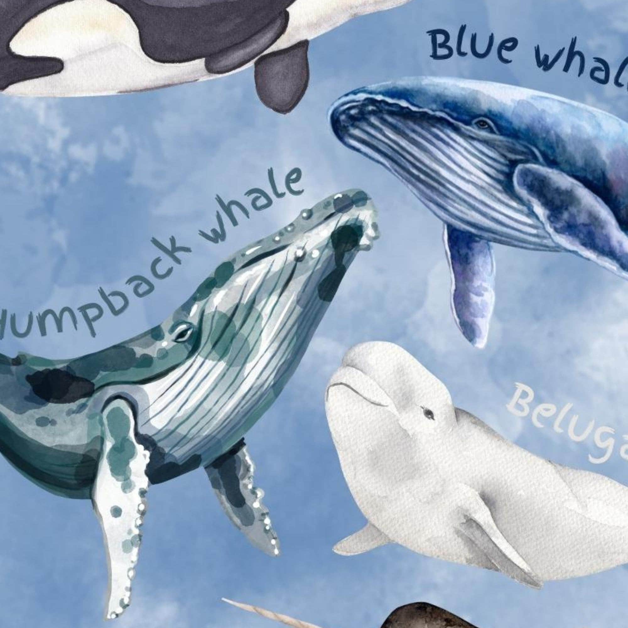Whale Educational Poster, Whale Chart, Ocean Animals Poster, Playroom ...