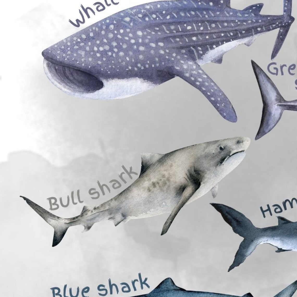 Shark Educational Poster, Shark Chart, Ocean Animals Poster, Playroom ...