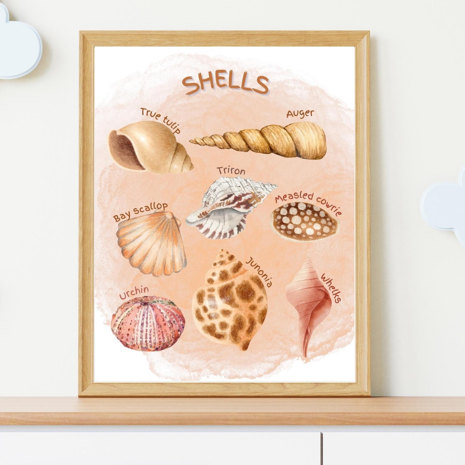 Shells Educational Poster Shells Chart Ocean Animals Poster - Etsy