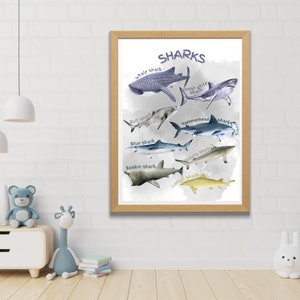 Shark Educational Poster Shark Chart Ocean Animals Poster - Etsy