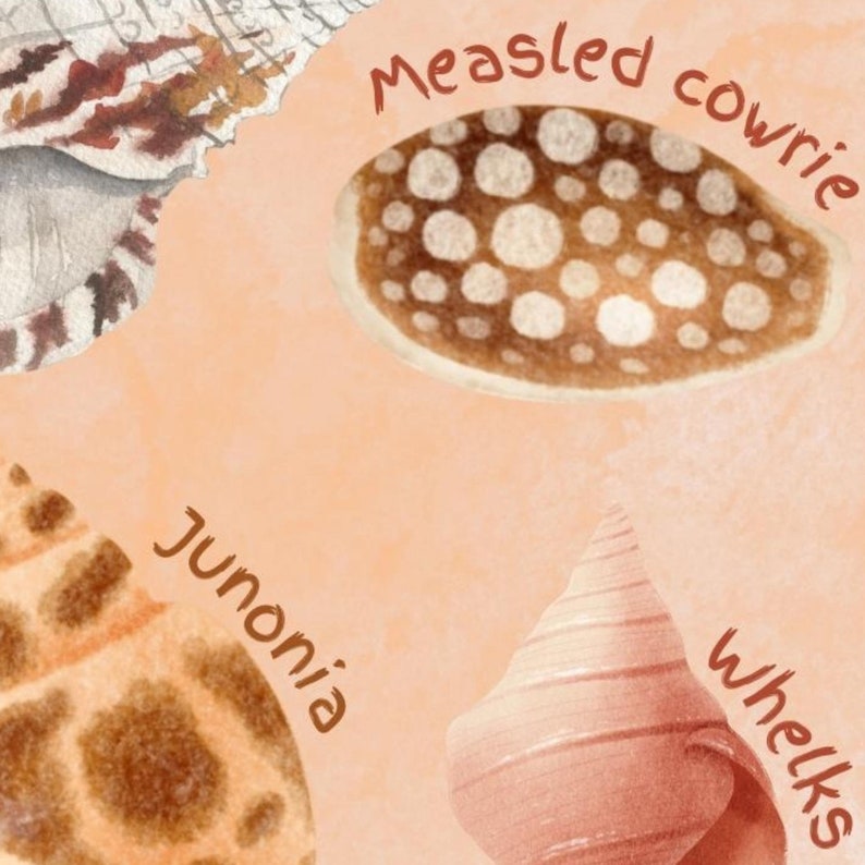 Shells Educational Poster, Shells Chart, Ocean Animals Poster, Playroom ...