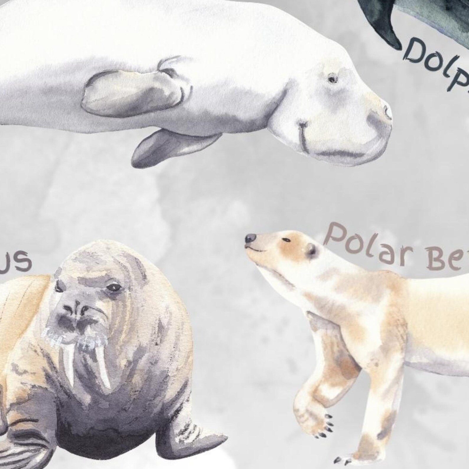 Marine Mammals Educational Poster, Ocean Animals Poster, Playroom Wall ...