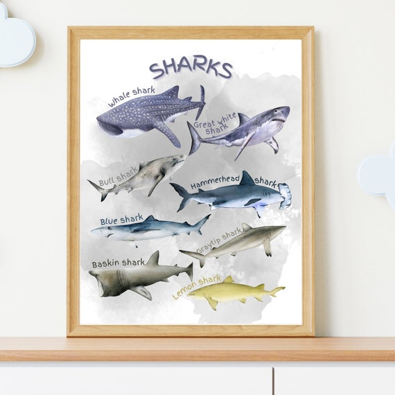 Shark Educational Poster Shark Chart Ocean Animals Poster - Etsy