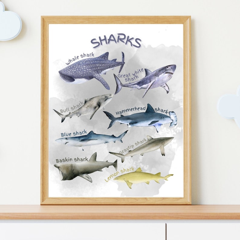 Shark Educational Poster Shark Chart Ocean Animals Poster - Etsy