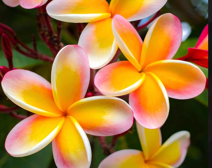 Plumeria Hawaii Rooted Plant Lei Rainbow 19 2 Tips Etsy
