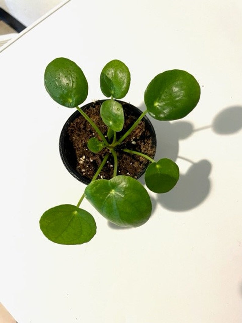 Chinese Coin Plant pilea Peperomioides Free Gift With Every Purchase - Etsy