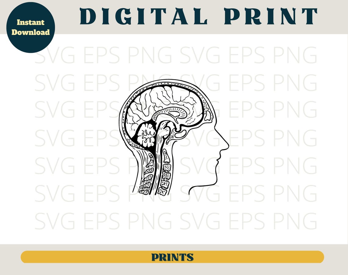 Brain Bundle, Brain Svg, Brain Png, Brain Vector, Brain Clipart, Brain ...
