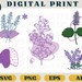 Lavender Lilac Bundle, Lavender Lilac Print, Svg Eps Png AI, Lavender ...