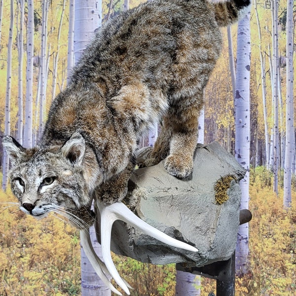 Bobcat Taxidermy Mount - Etsy