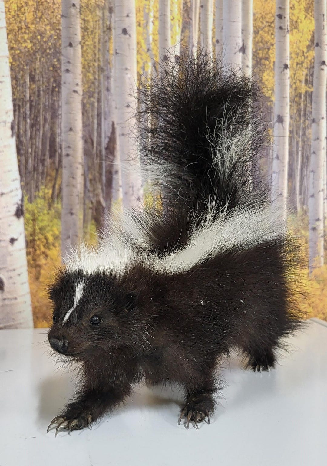 Taxidermy Baby Skunk NEW Mount - Etsy