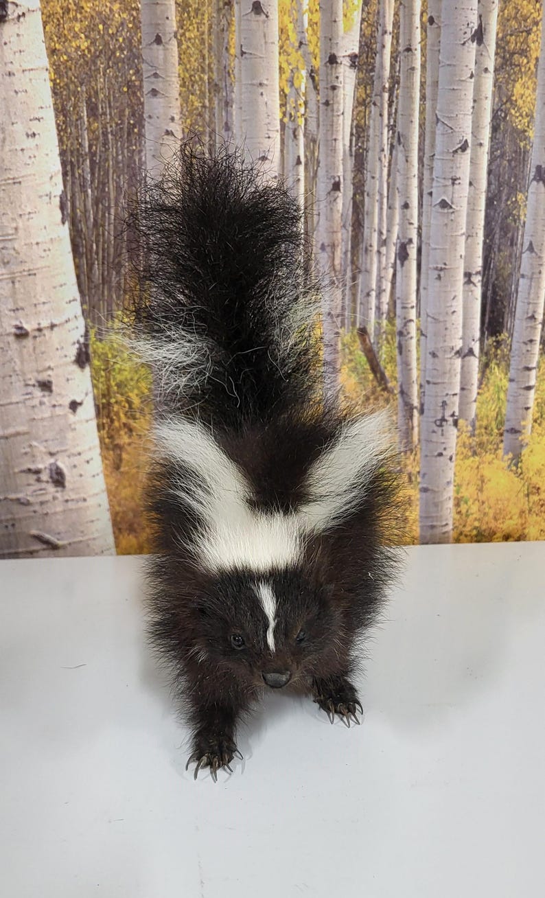 Taxidermy Baby Skunk NEW Mount - Etsy