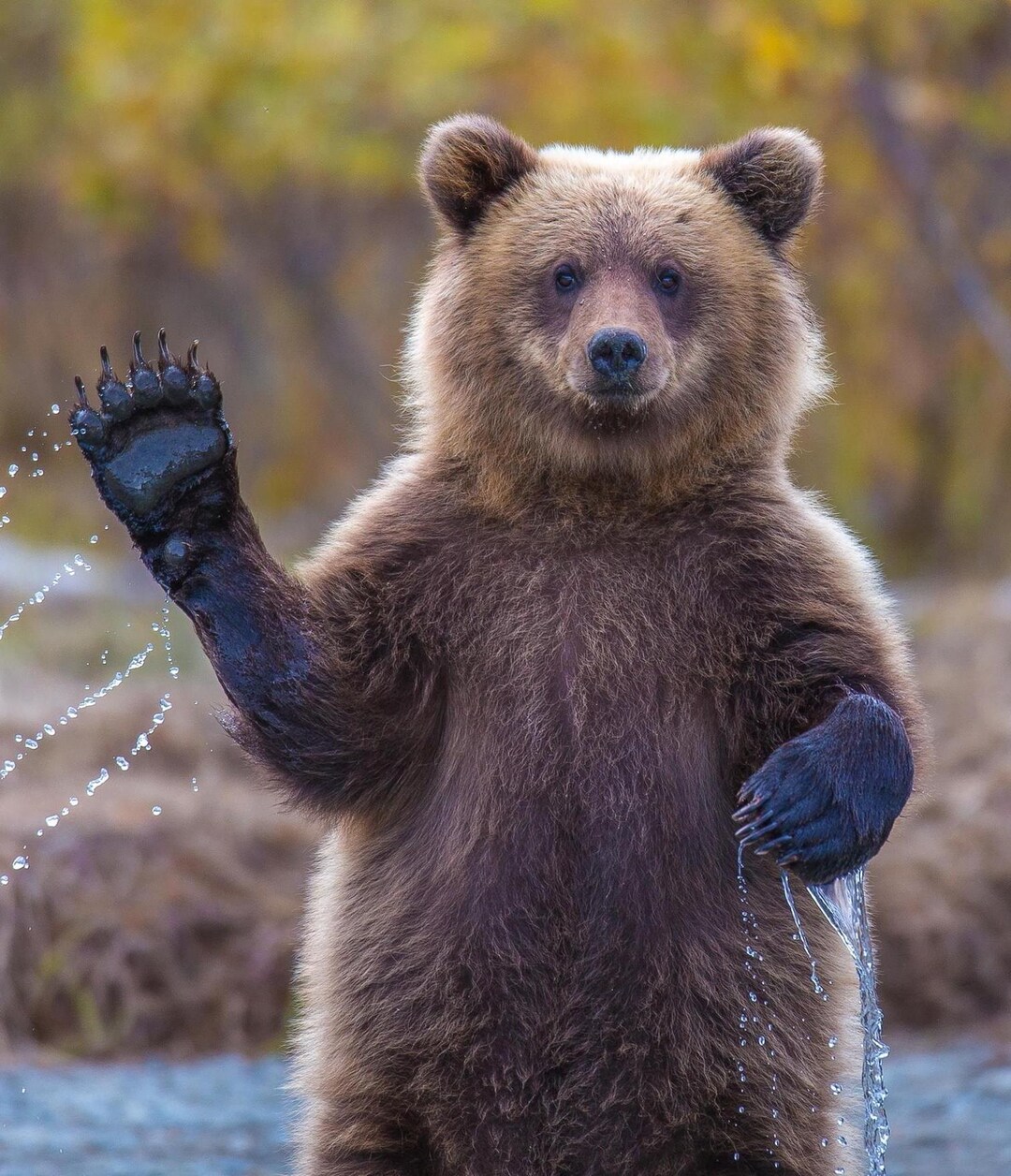 Hi Bear Poster, Funny Bear Wall Art, Brown Bear Poster, Nursery Wall ...