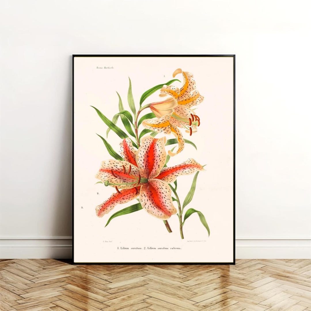 Golden-rayed Lily Illustration - Lilium Auratum Poster - Etsy