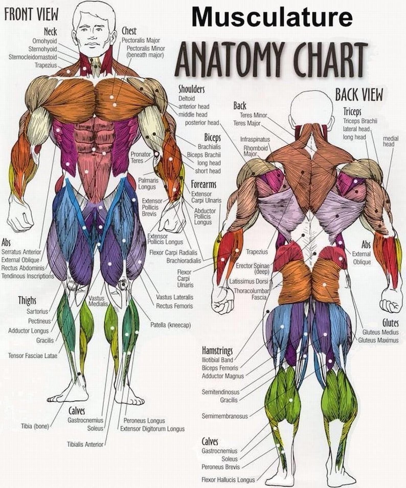 Anatomy Diagram Muscle Diagram Poster - Etsy