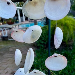 Belize Clam Shell Collection - 3 Strand Windchime - Etsy