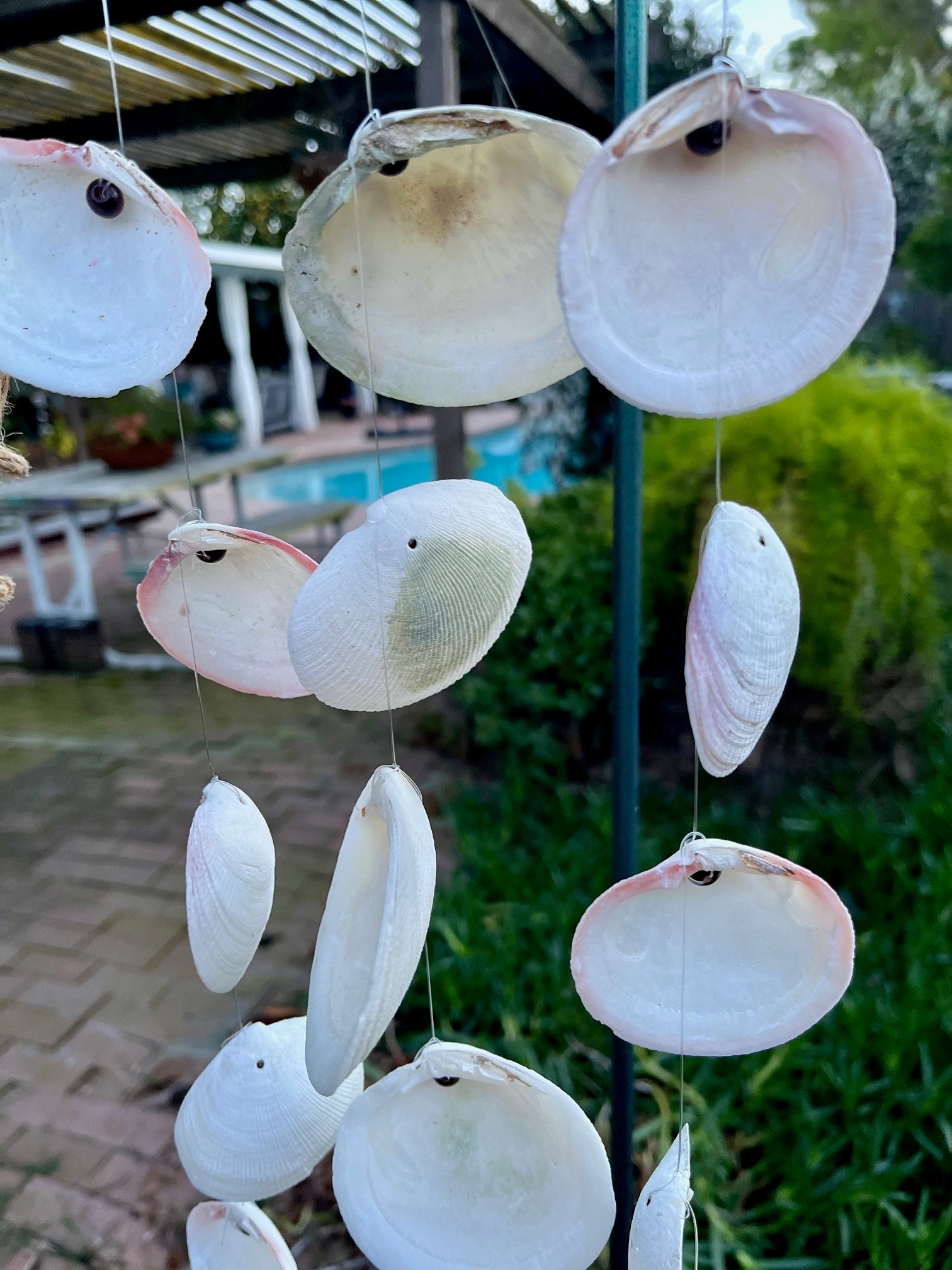 Belize Clam Shell Collection - 3 Strand Windchime - Etsy