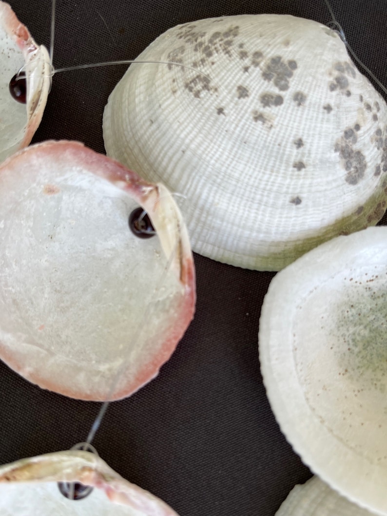 Belize Clam Shell Collection - 3 Strand Windchime - Etsy