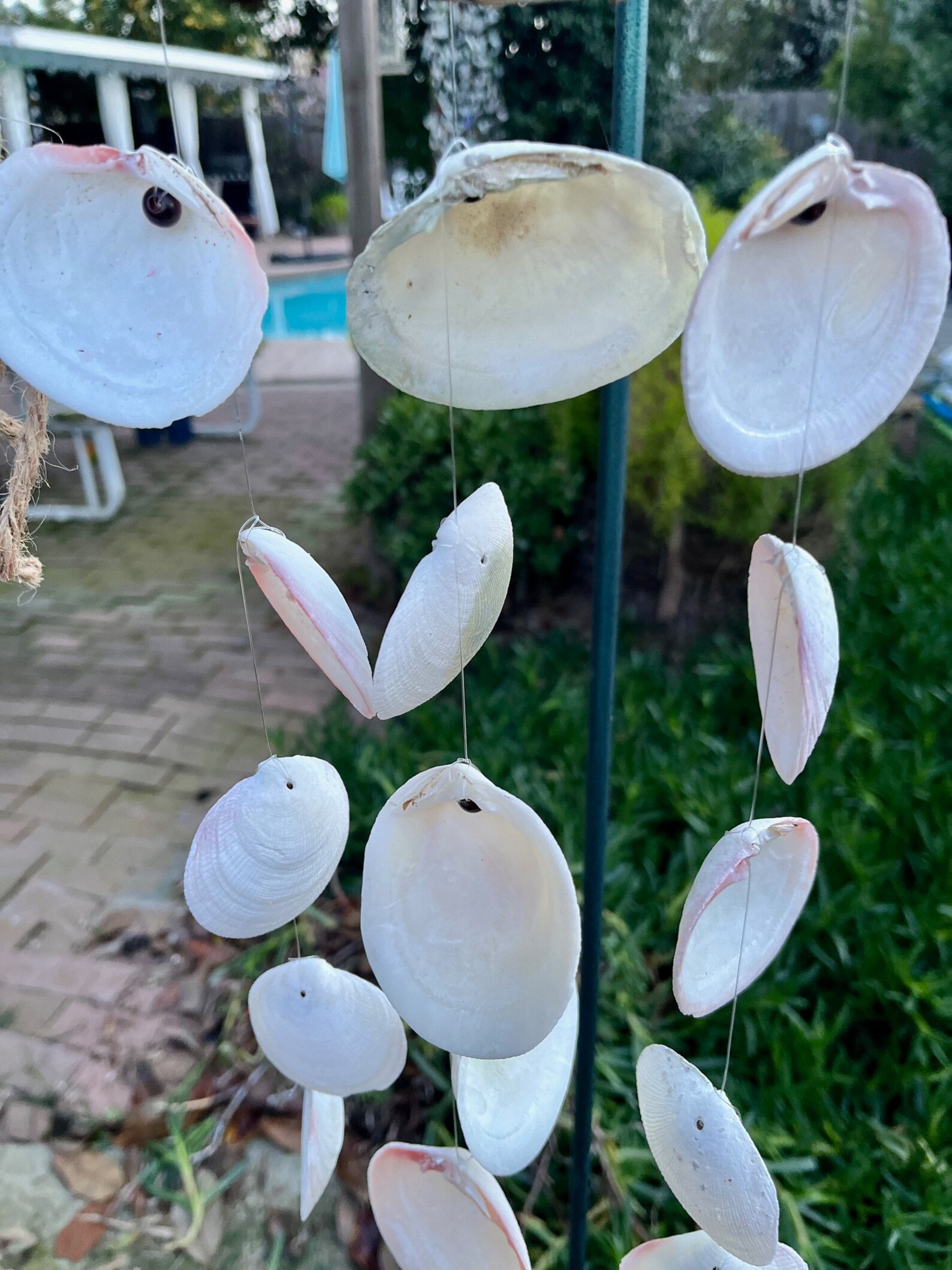 Belize Clam Shell Collection - 3 Strand Windchime - Etsy