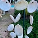 Belize Clam Shell Collection - 3 Strand Windchime - Etsy