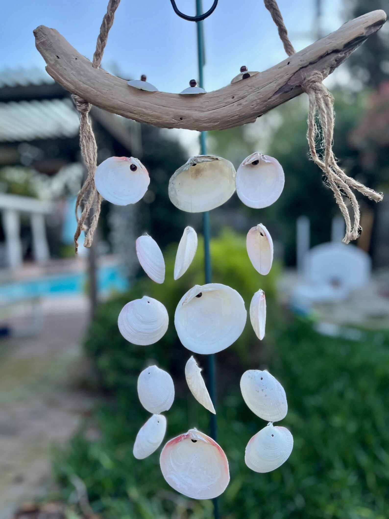 Belize Clam Shell Collection - 3 Strand Windchime - Etsy