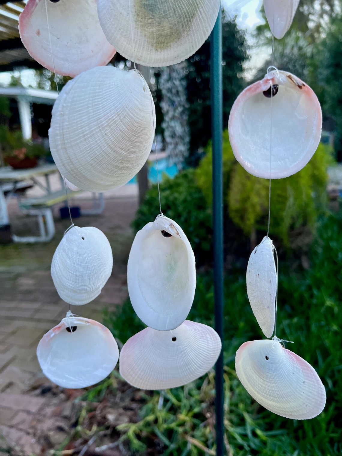 Belize Clam Shell Collection - 3 Strand Windchime - Etsy
