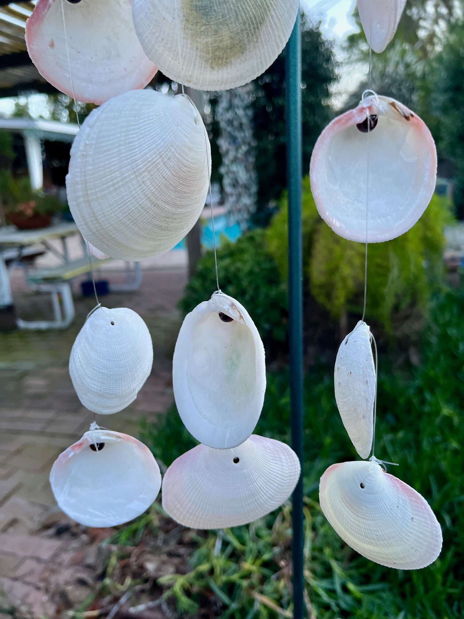 Belize Clam Shell Collection - 3 Strand Windchime - Etsy
