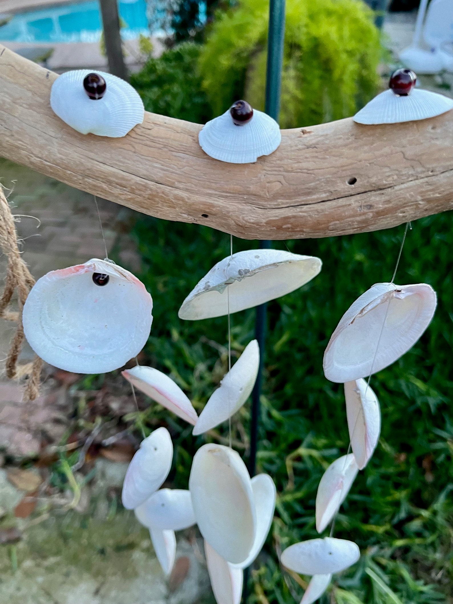 Belize Clam Shell Collection - 3 Strand Windchime - Etsy