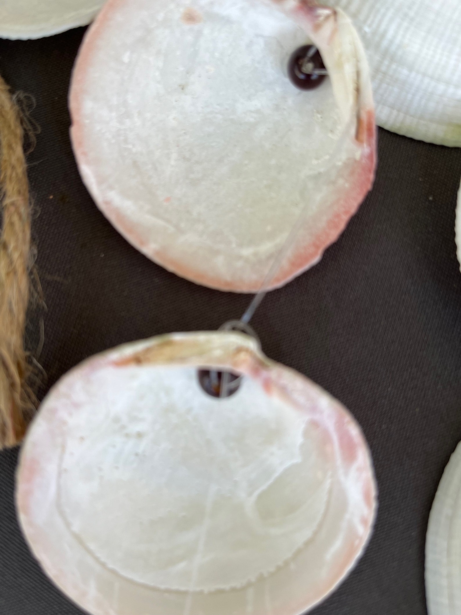 Belize Clam Shell Collection - 3 Strand Windchime - Etsy