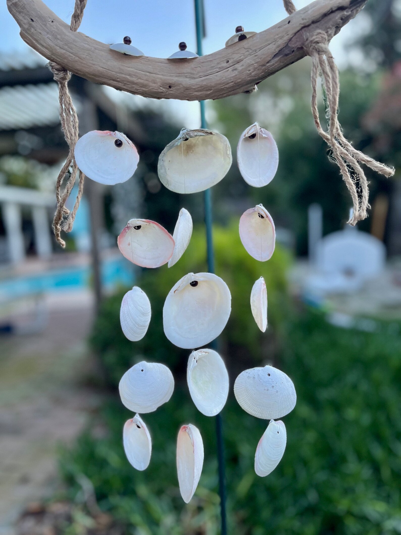 Belize Clam Shell Collection - 3 Strand Windchime - Etsy