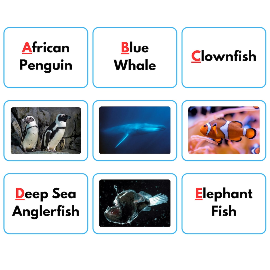 Ocean Animal Alphabet Flash Cards | Lakeshore Learning Center ...