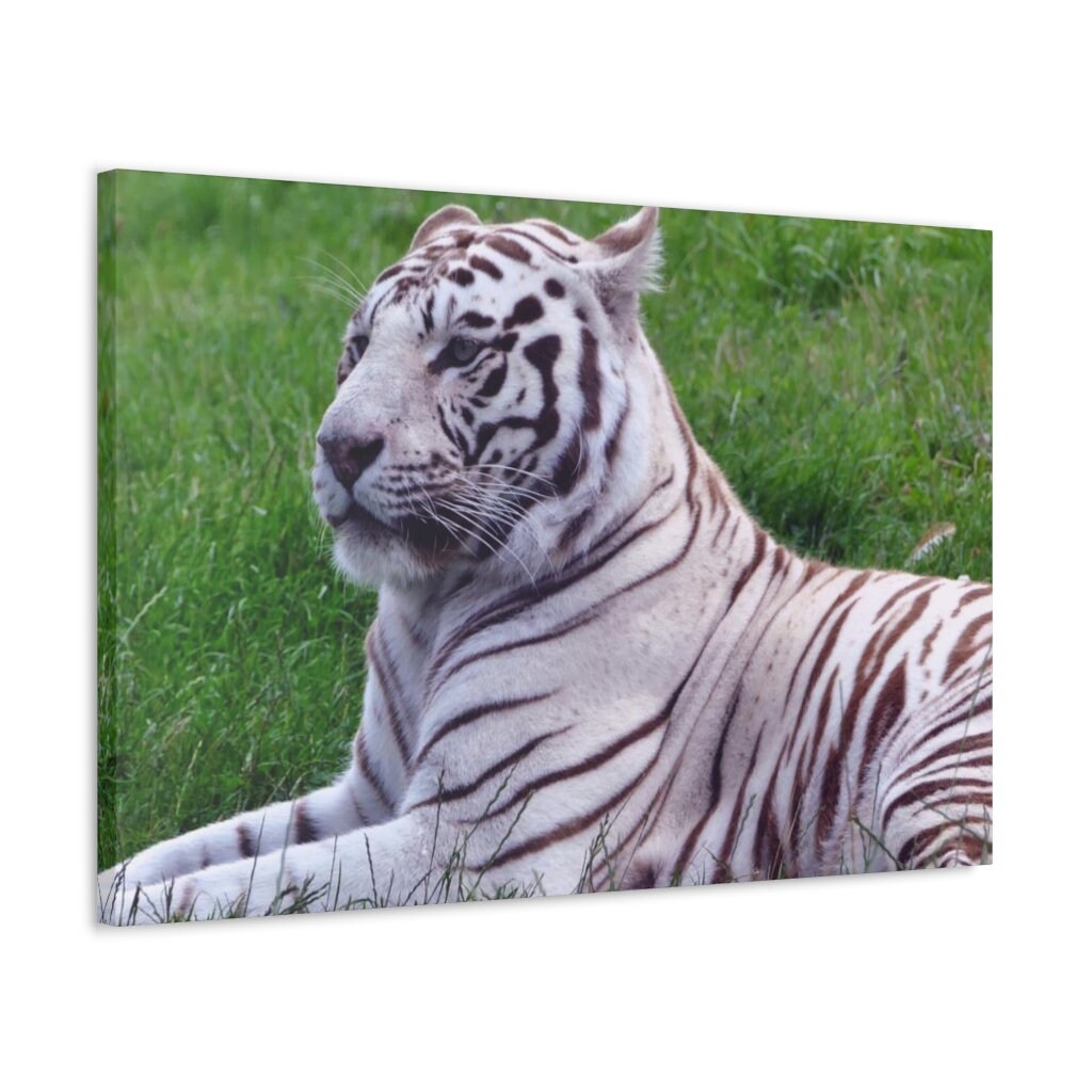 Animal Range - White Tiger Side GHA-AR-1002 - Etsy