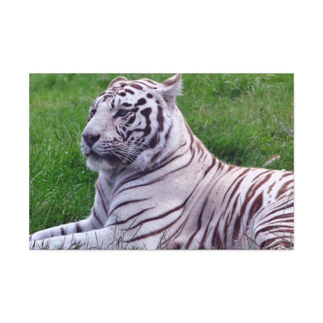 Animal Range - White Tiger Side GHA-AR-1002 - Etsy