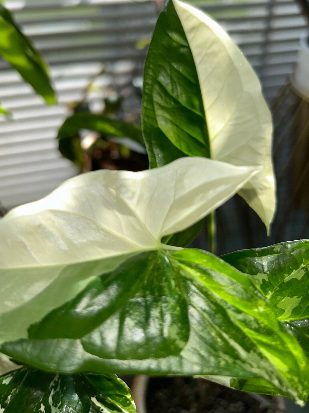 Syngonium Albo Cutting - Etsy