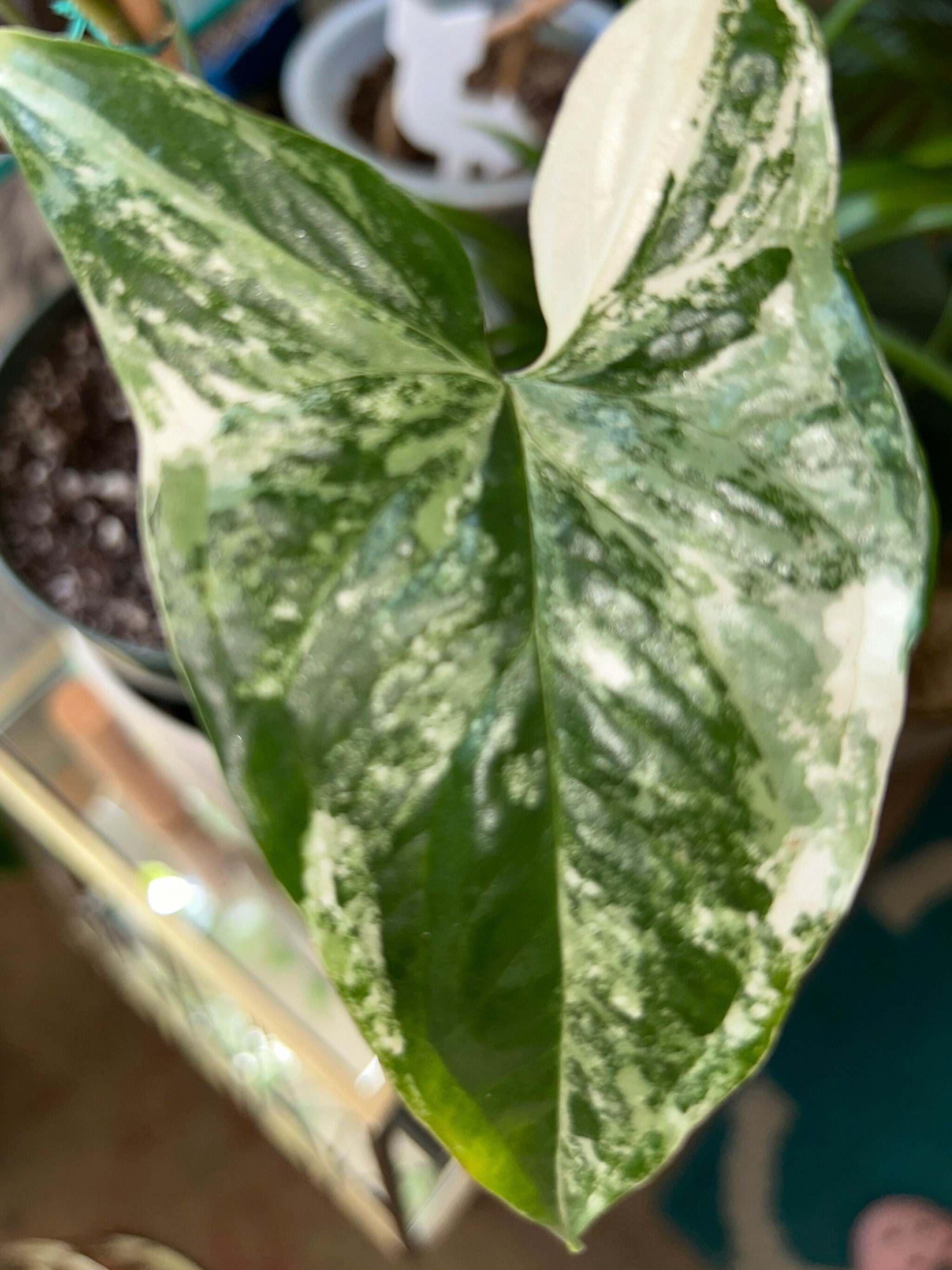 Syngonium Albo Cutting - Etsy