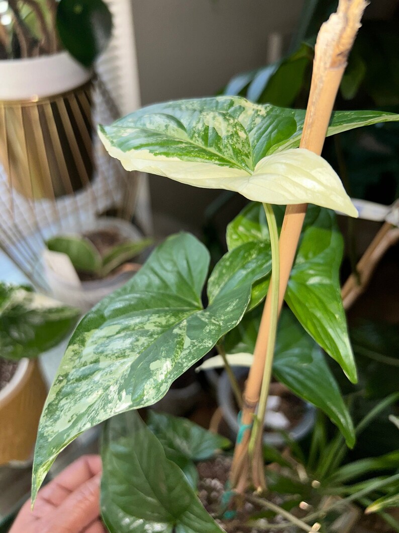Syngonium Albo Cutting - Etsy