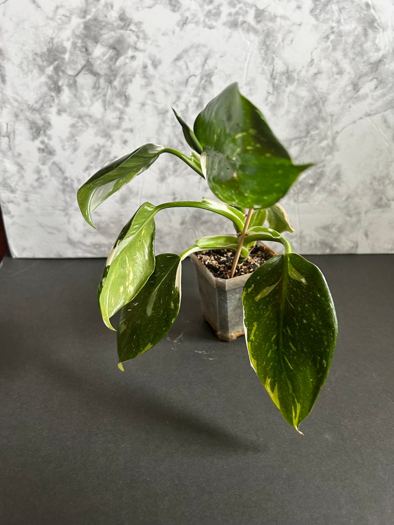 Philodendron Tricolor White Princess - Etsy
