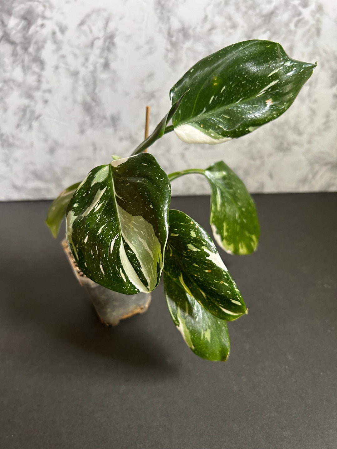Philodendron Tricolor White Princess - Etsy
