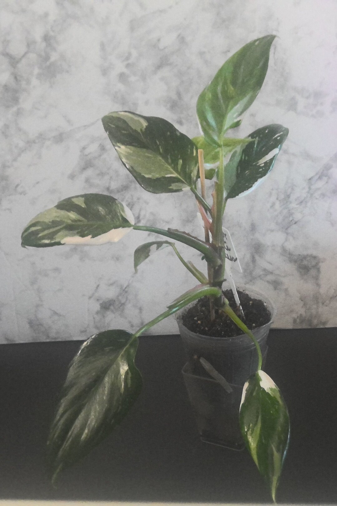 Tricolor Philodendron White Princess - Etsy