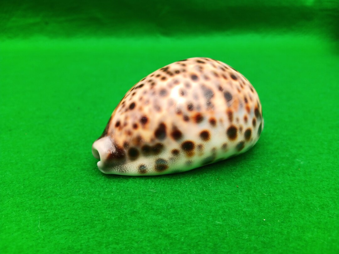 Large Vintage Polished Tiger Cowrie Sea Shell 8cm - Etsy