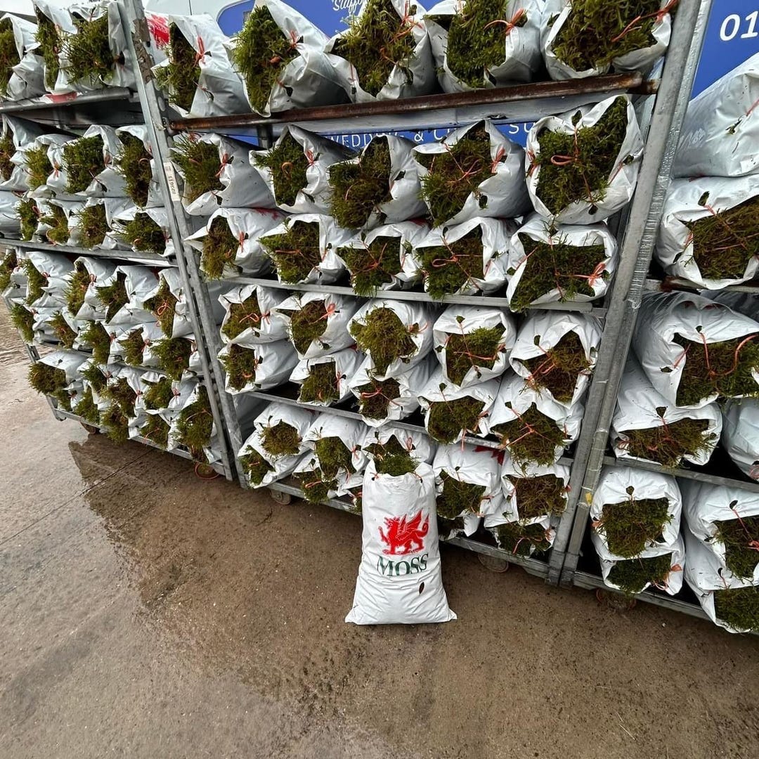 Fresh Welsh Sphagnum Moss for Christmas Wreaths - 1kg/2kg/5kg Bags ...