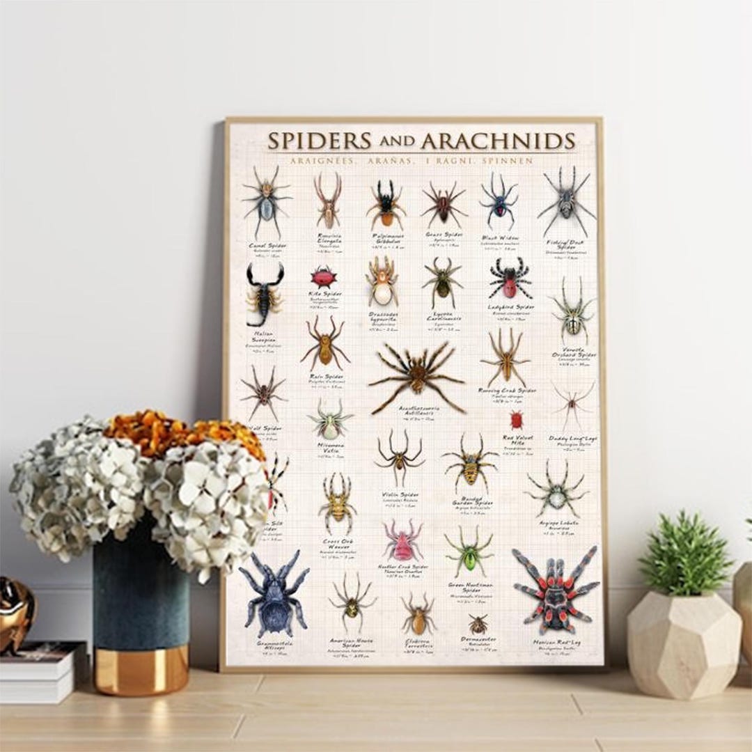 Spiders & Arachnids Poster - Etsy