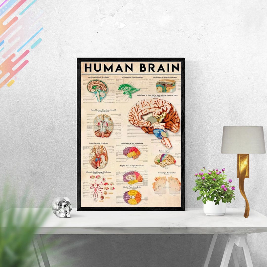Medical Anatomy Brain Poster – Scientific Wall Decor for Doctors ...