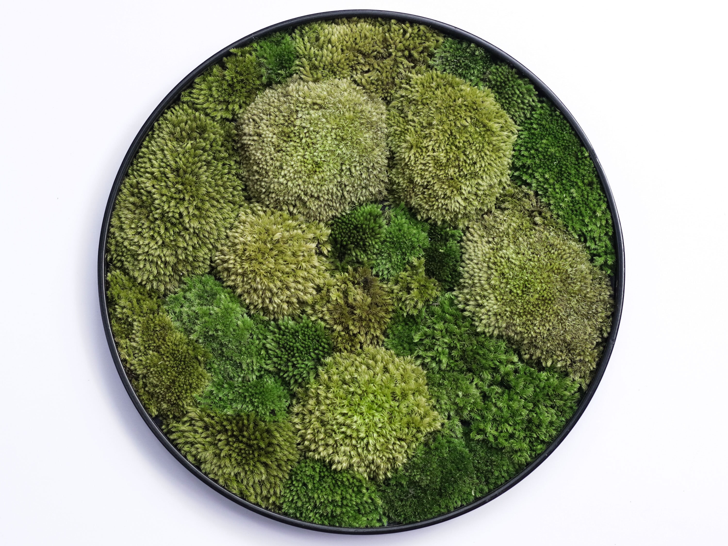 Round Moss Wall Art Wall Moss Decor Preserved Moss Art Framed Nature ...