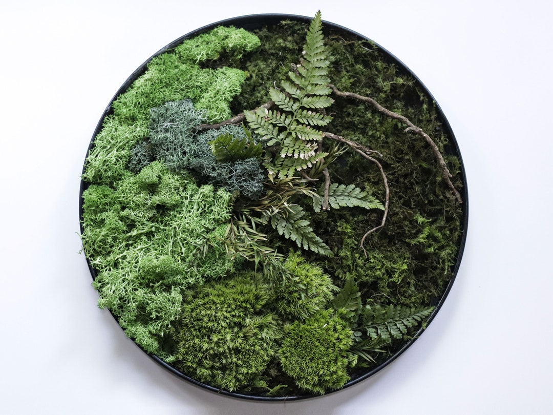 Round Moss Wall Art Wall Moss Decor Preserved Moss Art Framed Nature ...