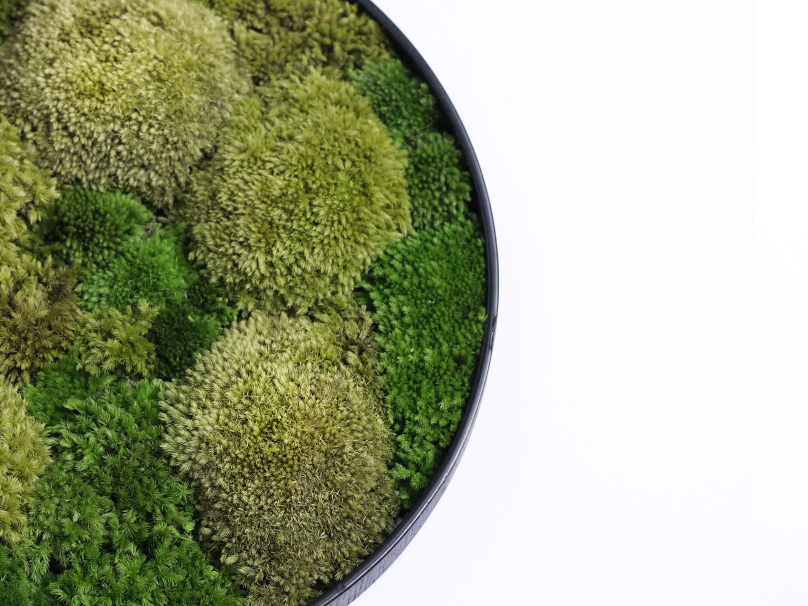 Round Moss Wall Art Wall Moss Decor Preserved Moss Art Framed Nature ...