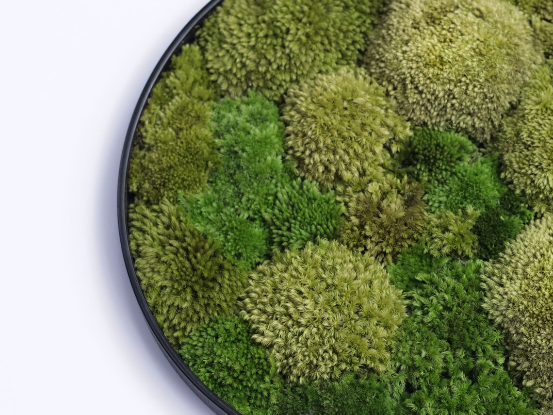 Round Moss Wall Art Wall Moss Decor Preserved Moss Art Framed Nature ...